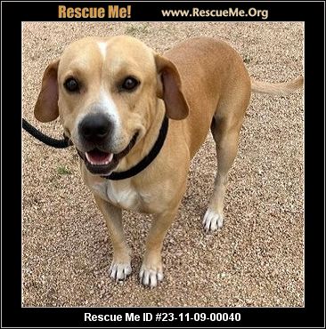 - Washington Corgi Rescue - ADOPTIONS - Rescue Me!