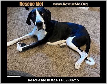 - Colorado Great Dane Rescue - ADOPTIONS - Rescue Me!