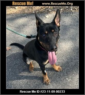 - Indiana German Shepherd Rescue - ADOPTIONS - Rescue Me!