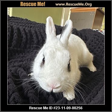 - California Rabbit Rescue - ADOPTIONS - Rescue Me!