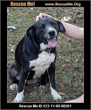 - Georgia Border Collie Rescue - ADOPTIONS - Rescue Me!
