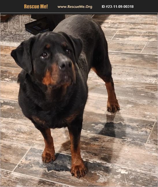 ADOPT 23110900318 ~ Rottweiler Rescue ~ Fort Worth, TX