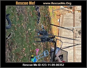 - Rhode Island Dog Rescue - ADOPTIONS - Rescue Me!