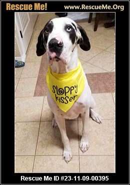 - Colorado Great Dane Rescue - ADOPTIONS - Rescue Me!