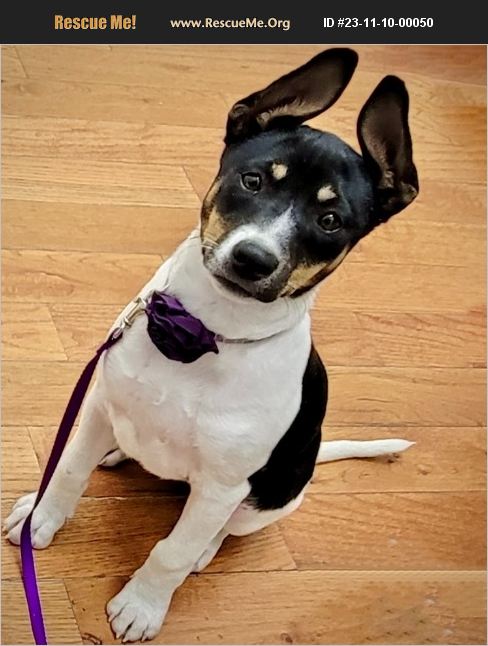 ADOPT 23111000050 ~ Rat Terrier Rescue ~ Piney River, VA