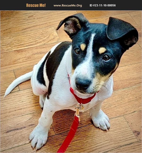 ADOPT 23111000056 ~ Rat Terrier Rescue ~ Piney River, VA