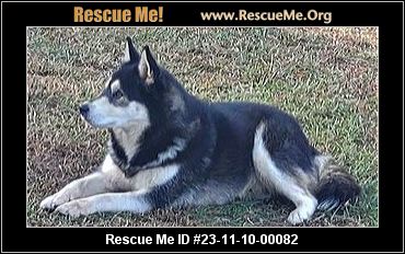 - Virginia Siberian Husky Rescue - ADOPTIONS - Rescue Me!