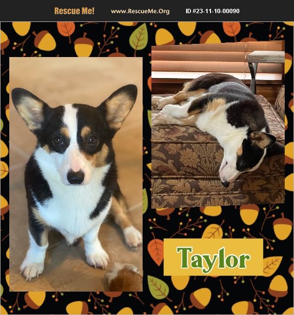 ADOPT 23111000090 ~ Corgi Rescue ~ Galloway, OH