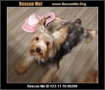 - Georgia Yorkie Rescue - ADOPTIONS - Rescue Me!