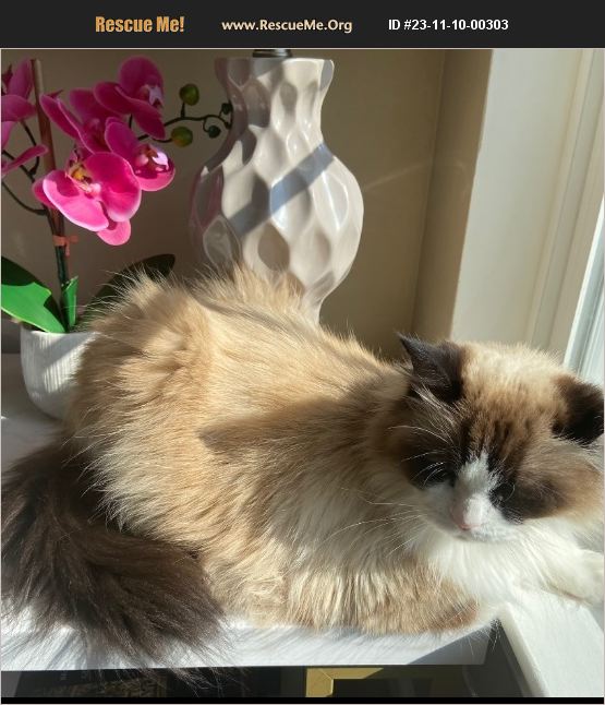 ADOPT 23111000303 ~ Ragdoll Rescue ~ Dayton, OH