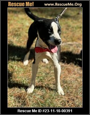 - Georgia Border Collie Rescue - ADOPTIONS - Rescue Me!