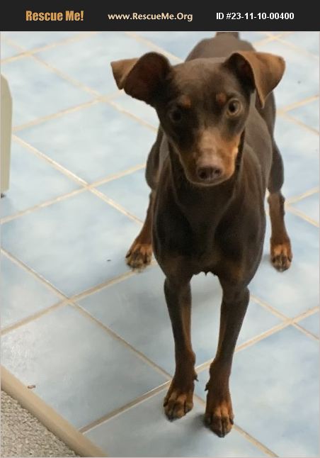 ADOPT 23111000400 ~ Miniature Pinscher Rescue ~ PLATTSBURGH, NY