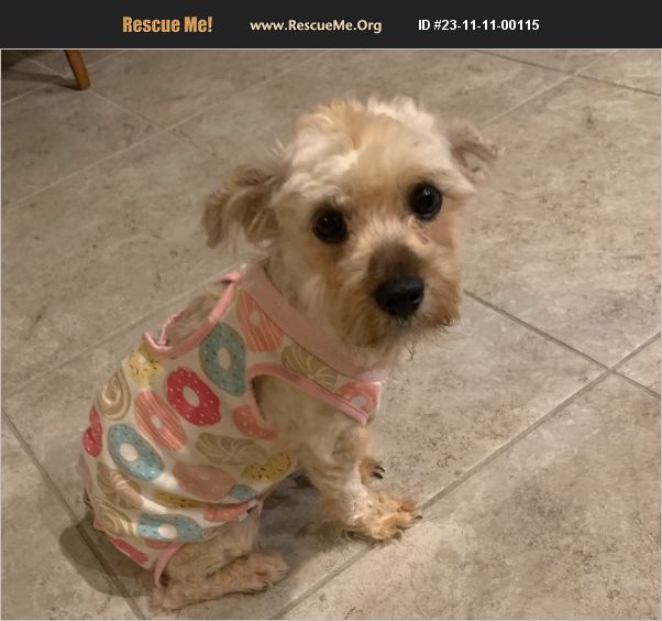 ADOPT 23111100115 ~ Maltese Rescue ~ Tempe, AZ