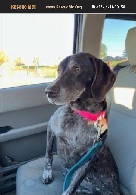 ADOPT 23111100156 ~ German Shorthaired Pointer Rescue ~ Beaverton, OR