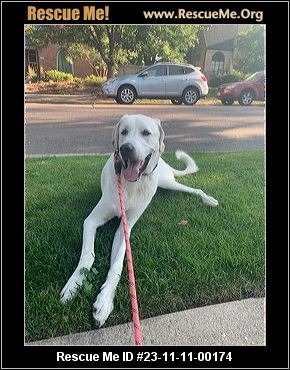 - Colorado Great Pyrenees Rescue - ADOPTIONS - Rescue Me!