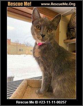 - Wisconsin Cat Rescue - ADOPTIONS - Rescue Me!