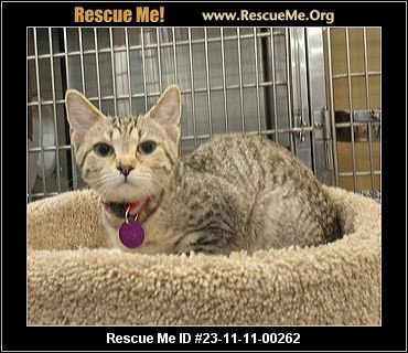 - Wisconsin Cat Rescue - ADOPTIONS - Rescue Me!