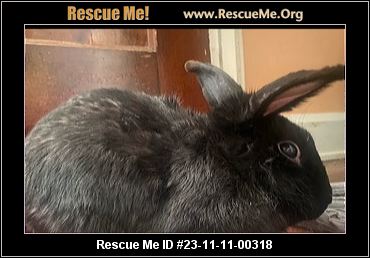 - Ohio Rabbit Rescue - ADOPTIONS - Rescue Me!