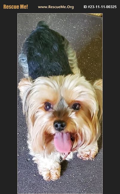 ADOPT 23111100325 ~ Yorkie Rescue ~ Stockbridge, GA