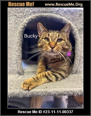 - Wisconsin Cat Rescue - ADOPTIONS - Rescue Me!