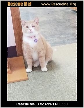 - Wisconsin Cat Rescue - ADOPTIONS - Rescue Me!