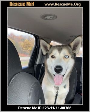 - Michigan Siberian Husky Rescue - ADOPTIONS - Rescue Me!