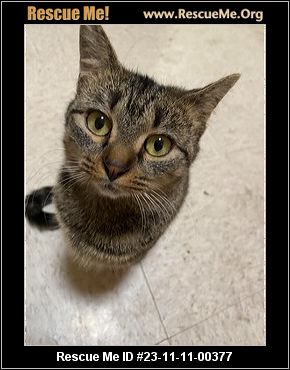 - Tennessee Cat Rescue - ADOPTIONS - Rescue Me!