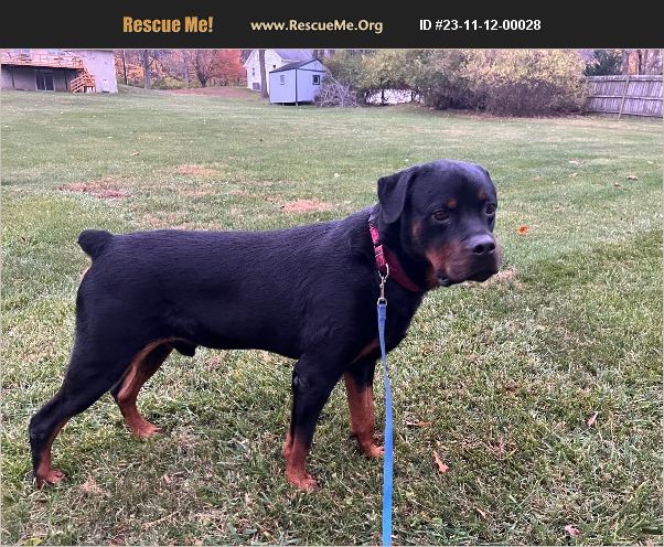 ADOPT 23111200028 ~ Rottweiler Rescue ~ Frederick, MD