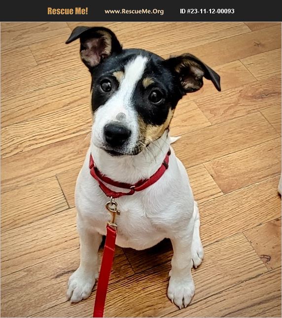 ADOPT 23111200093 ~ Rat Terrier Rescue ~ Piney River, VA