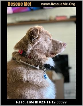 - Virginia Australian Shepherd Rescue - ADOPTIONS - Rescue Me!