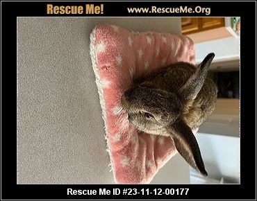 - Ohio Rabbit Rescue - ADOPTIONS - Rescue Me!