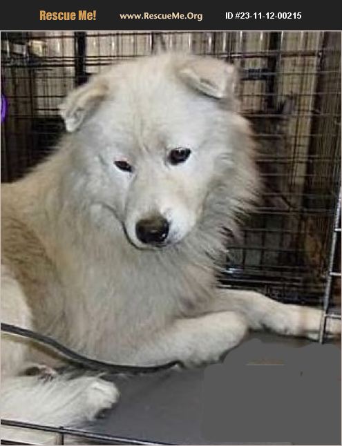 ADOPT 23111200215 ~ Samoyed Rescue ~ Orange County, CA