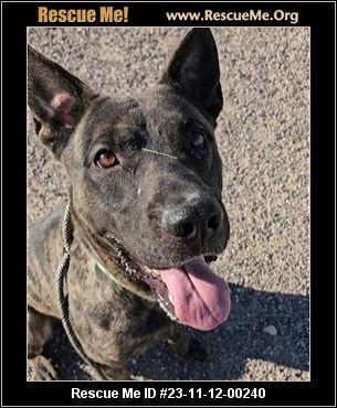 - Arizona Dutch Shepherd Rescue - ADOPTIONS - Rescue Me!