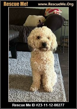 - Pennsylvania Cockapoo Rescue - ADOPTIONS - Rescue Me!