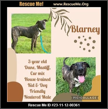 - Connecticut Great Dane Rescue - ADOPTIONS - Rescue Me!