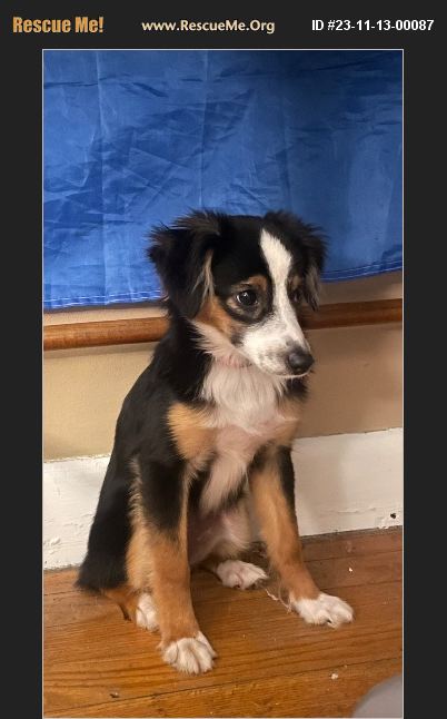 ADOPT 23111300087 ~ Australian Shepherd Rescue ~ Tallahassee, FL