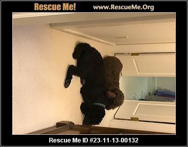 - Pennsylvania Poodle Rescue - ADOPTIONS - Rescue Me!