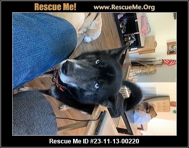 - Virginia Siberian Husky Rescue - ADOPTIONS - Rescue Me!