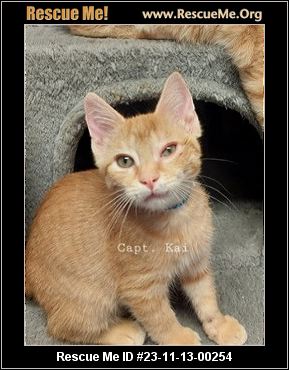 - Wisconsin Cat Rescue - ADOPTIONS - Rescue Me!