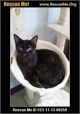 - Wisconsin Cat Rescue - ADOPTIONS - Rescue Me!