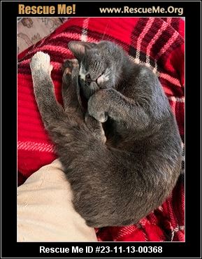 - South Carolina Cat Rescue - ADOPTIONS - Rescue Me!