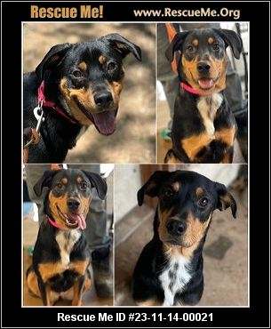 - Rhode Island Dog Rescue - ADOPTIONS - Rescue Me!