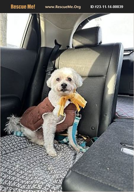 ADOPT 23111400039 ~ Maltese Rescue ~ Brick, NJ