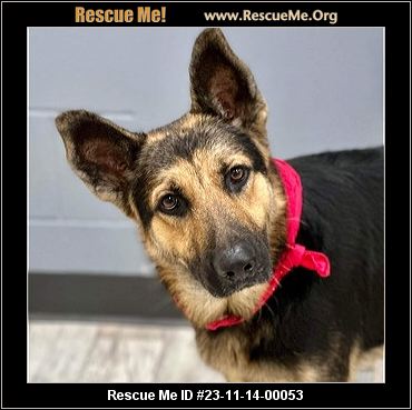 - Pennsylvania German Shepherd Rescue - ADOPTIONS - Rescue Me!