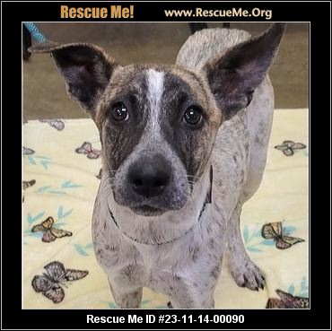 - Florida Boxer Rescue - ADOPTIONS - Rescue Me!