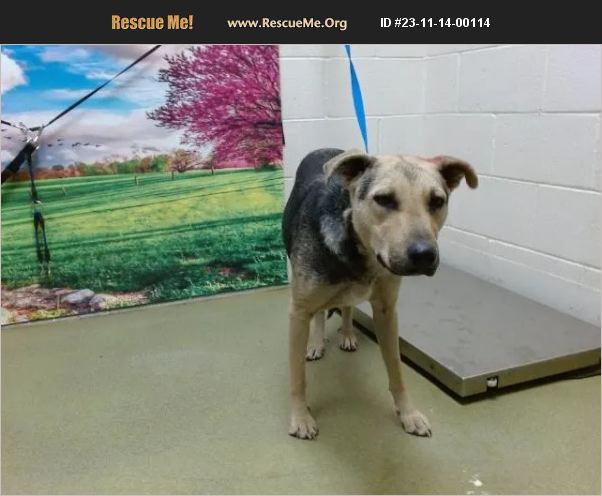 ADOPT 23111400114 ~ German Pinscher Rescue ~ Moreno Valley, CA