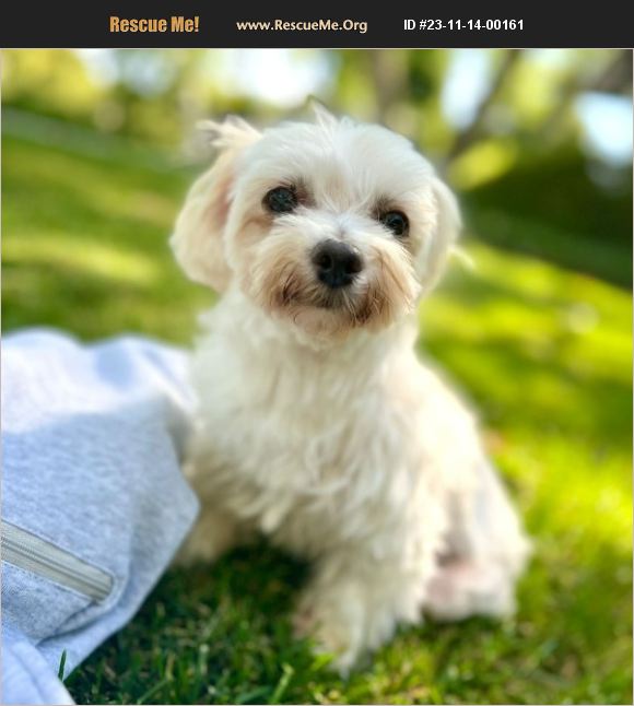 ADOPT 23111400161 ~ Maltese Rescue ~ Los Angeles, CA