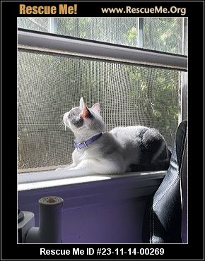 - Virginia Cat Rescue - ADOPTIONS - Rescue Me!