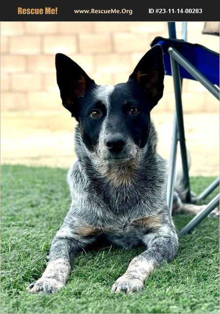 ADOPT 23111400283 ~ Australian Cattle Dog Rescue ~ Paso Robles, CA