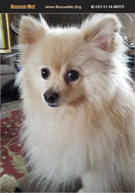 ADOPT 23111400375 ~ Pomeranian Rescue ~ Parker, CO